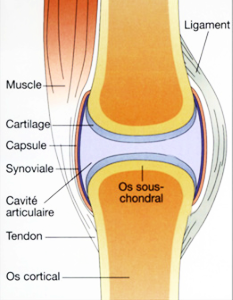 Capsule articulaire Alexandre Rivas Ost opathe D O 